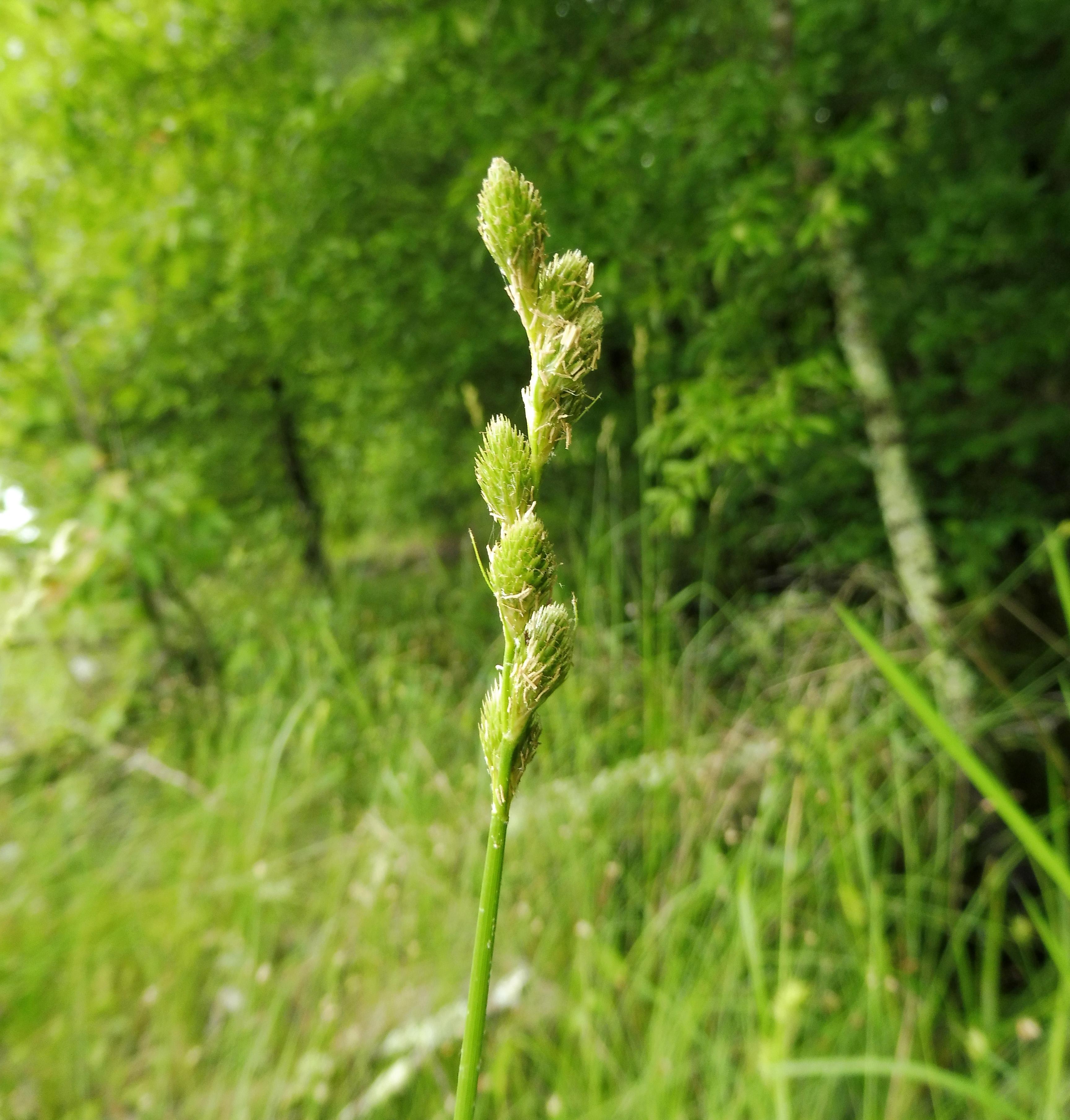 The Broadwing sedge Plant Advantage: Maximizing Home and Office Appeal ...
