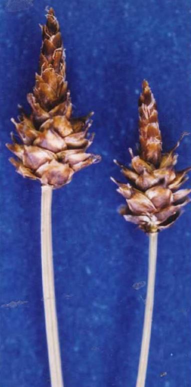 Capitate sedge (Carex capitata) Care Guide: Pests, Diseases, Watering ...
