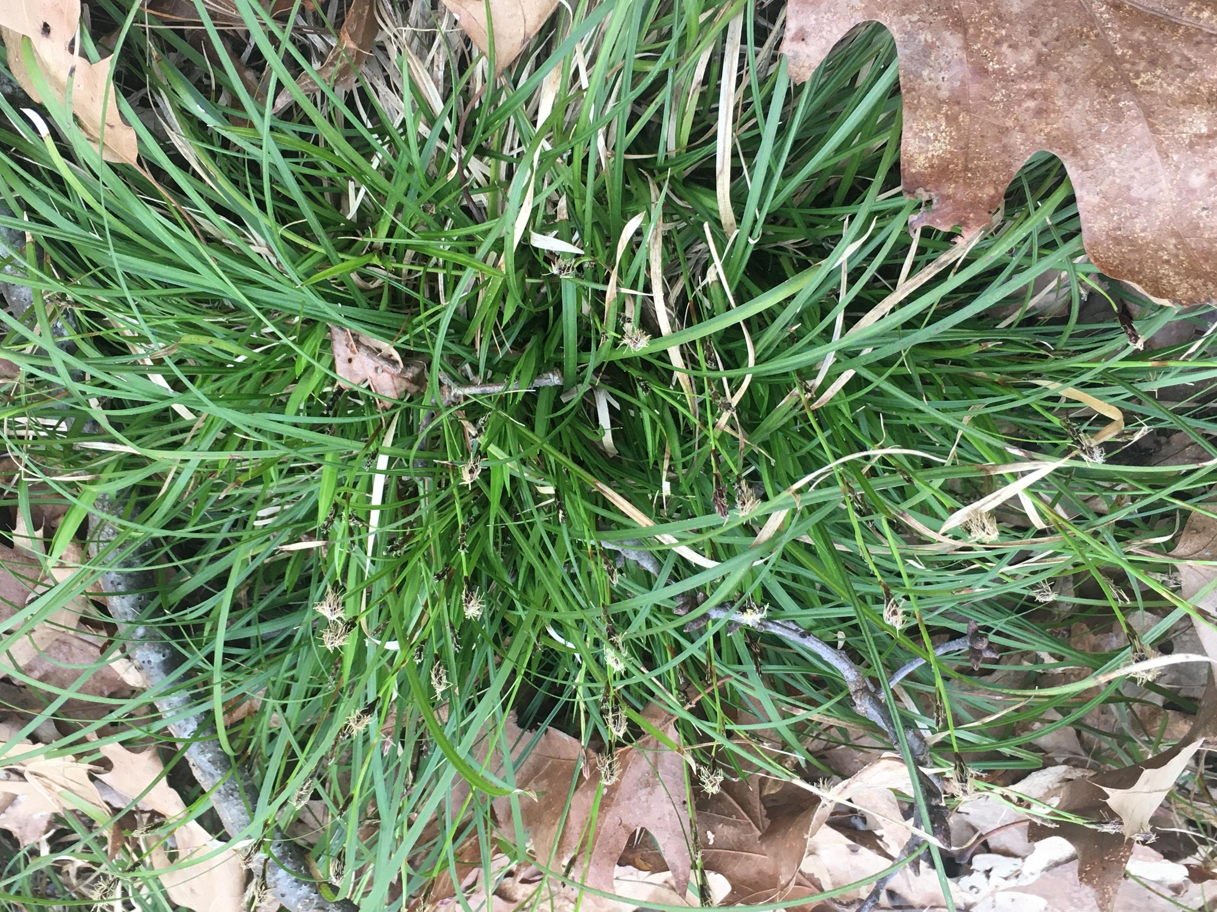 Fibrous-root sedge (Carex communis) Care Guide: Pests, Diseases ...