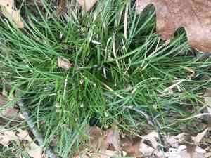 The Fibrous-root sedge Plant Advantage: Maximizing Home and Office ...