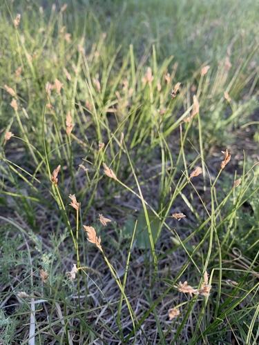Needleleaf sedge (Carex duriuscula) Care Guide: Pests, Diseases ...