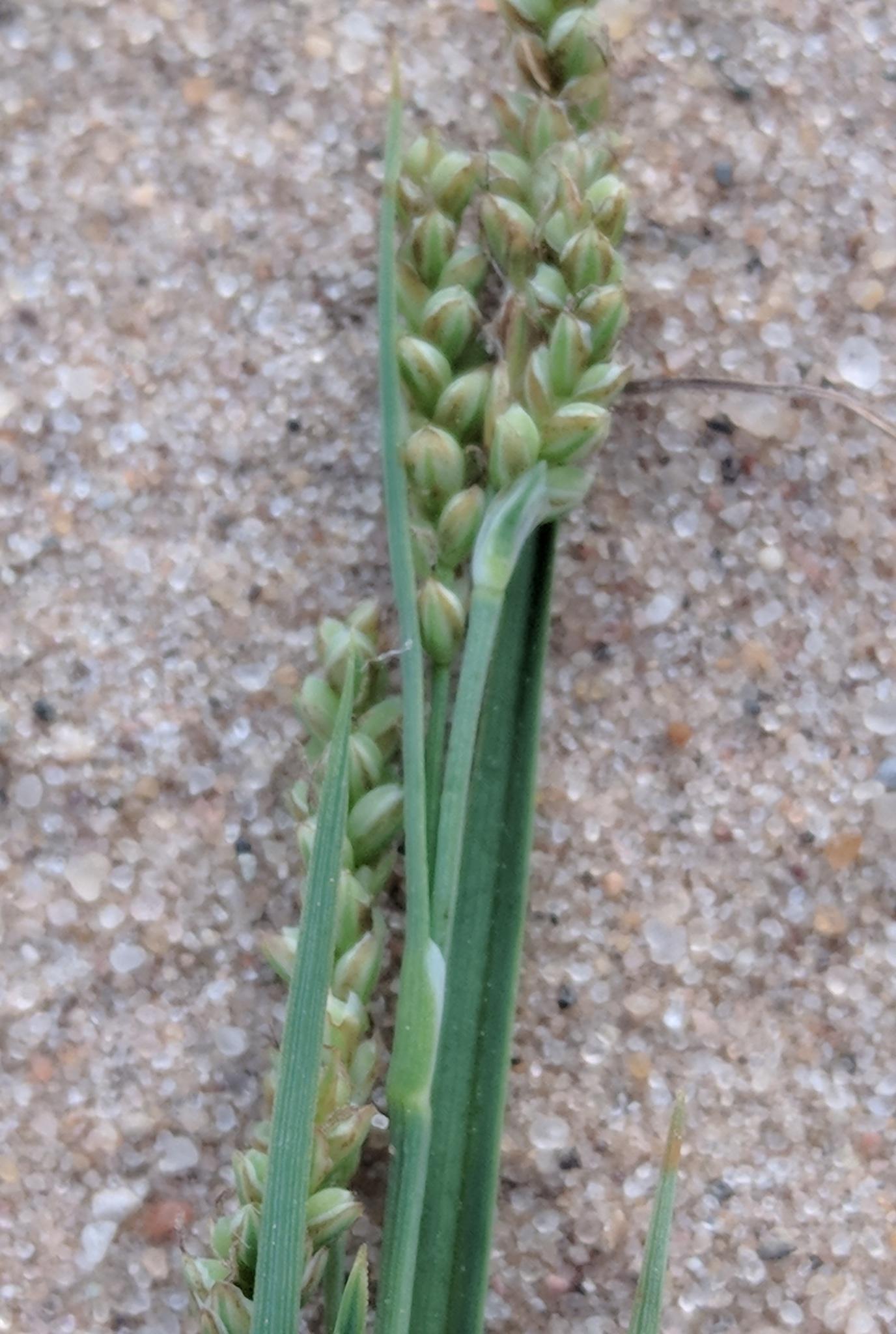 Elk sedge (Carex garberi) Care Guide: Pests, Diseases, Watering ...