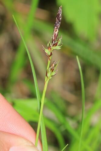 Blue ridge sedge (Carex lucorum) Care Guide: Pests, Diseases, Watering ...