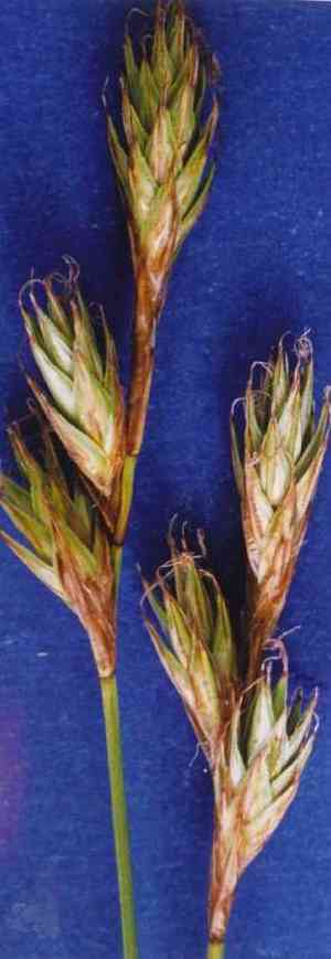 The Liddon's sedge Plant Advantage: Maximizing Home and Office Appeal ...