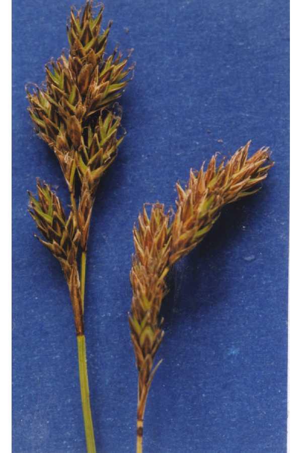 Meadow sedge (Carex praticola) Care Guide: Pests, Diseases, Watering ...
