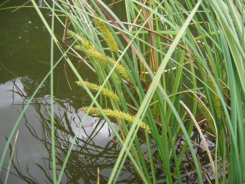 Beaked sedge (Carex rostrata) Care Guide: Pests, Diseases, Watering ...