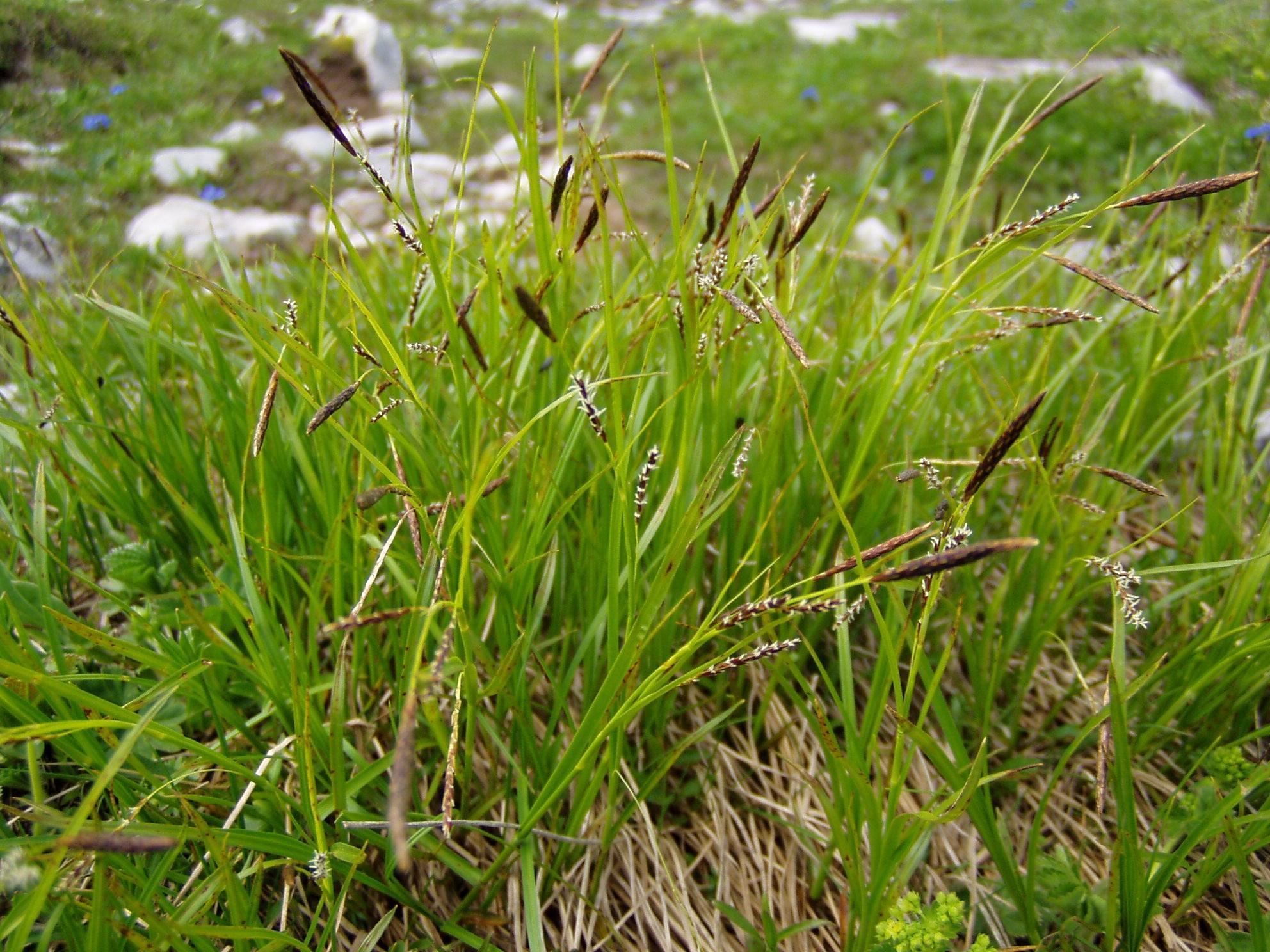 Alpine tufted sedge (Carex sempervirens) Care Guide: Pests, Diseases ...