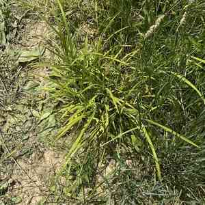 Short's sedge (Carex shortiana) Care Guide: Pests, Diseases, Watering ...