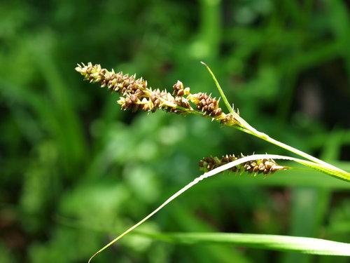 Short's sedge (Carex shortiana) Care Guide: Pests, Diseases, Watering ...
