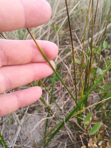 Beach sedge (Carex silicea) Care Guide: Pests, Diseases, Watering ...