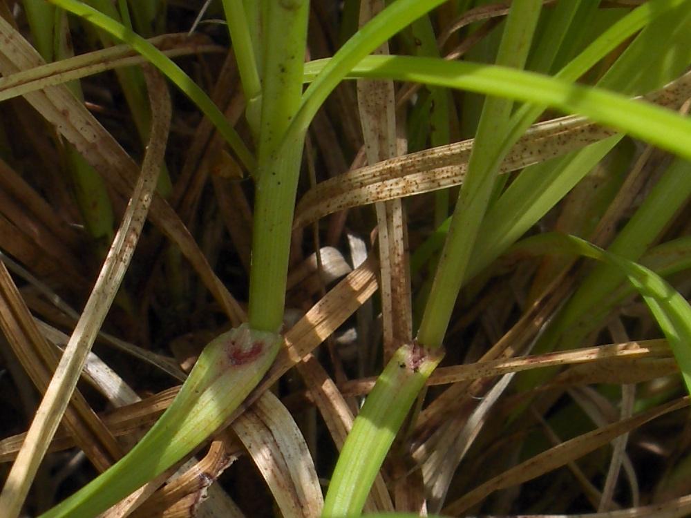 The Prickly sedge Plant Advantage: Maximizing Home and Office Appeal ...