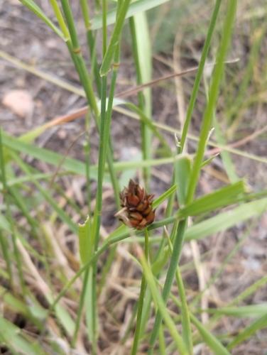 Weak arctic sedge (Carex supina) Care Guide: Pests, Diseases, Watering ...
