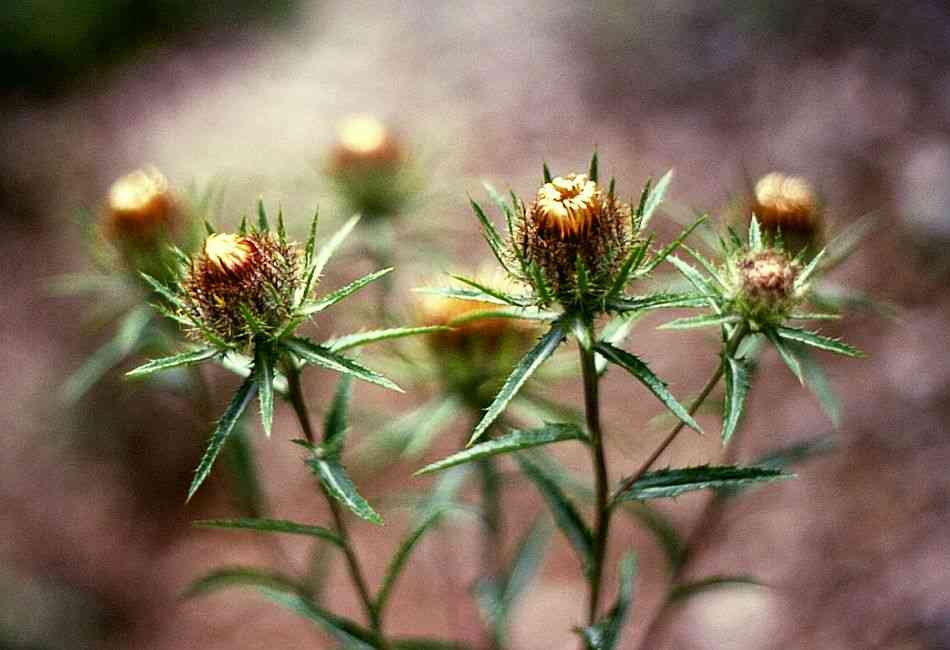 How to identify Carlina (Carlina) (Carlina) | PlantJoy