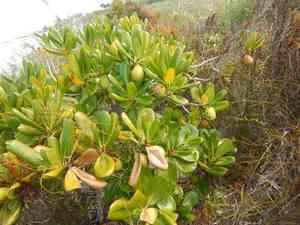Seven year apple (Casasia clusiifolia) Care Guide: Pests, Diseases ...