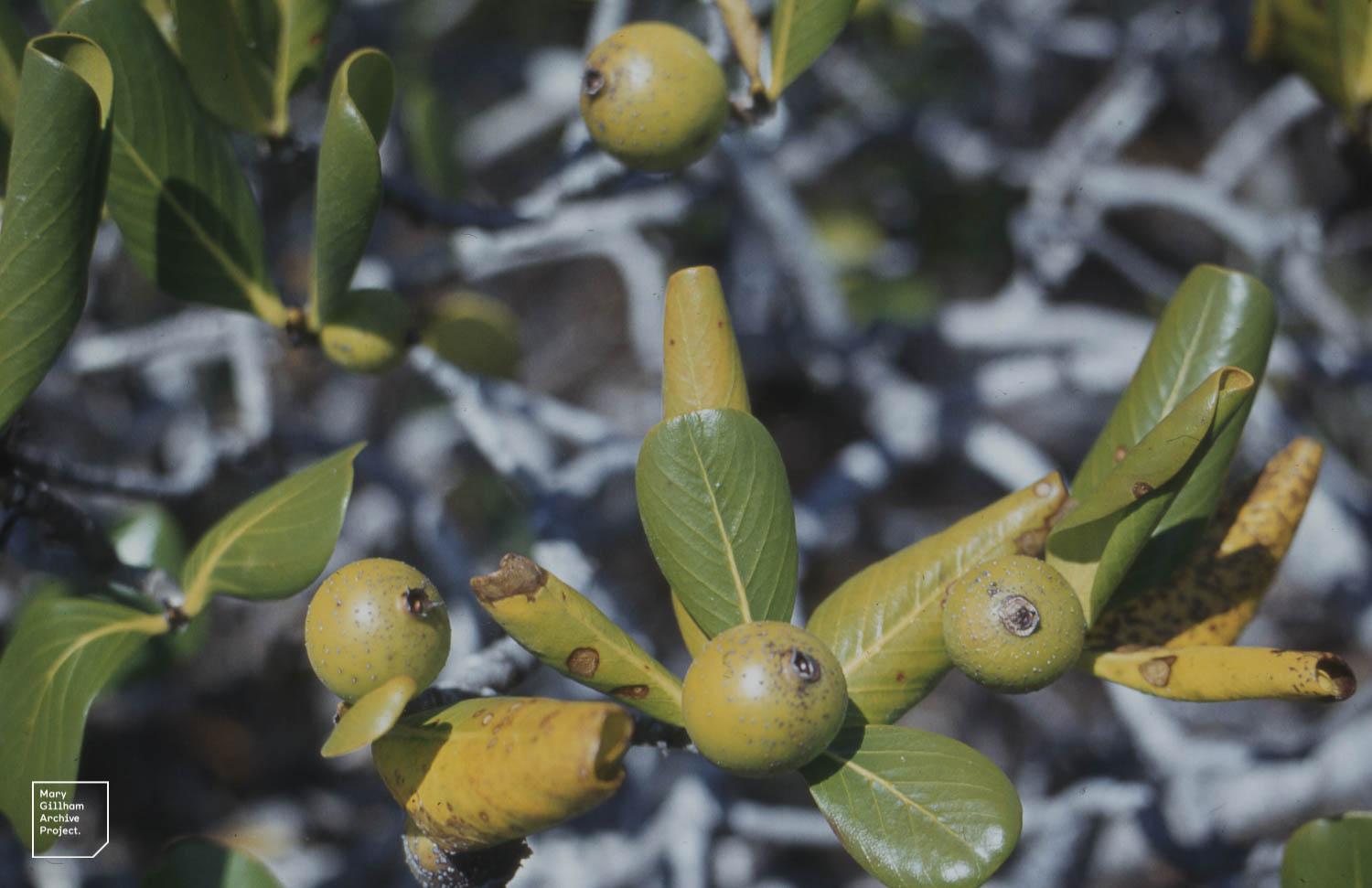 Seven year apple (Casasia clusiifolia) Care Guide: Pests, Diseases ...