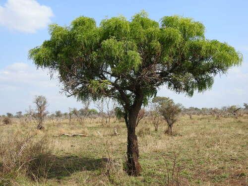 Long-tail Cassia (Cassia abbreviata) Care Guide: Pests, Diseases ...
