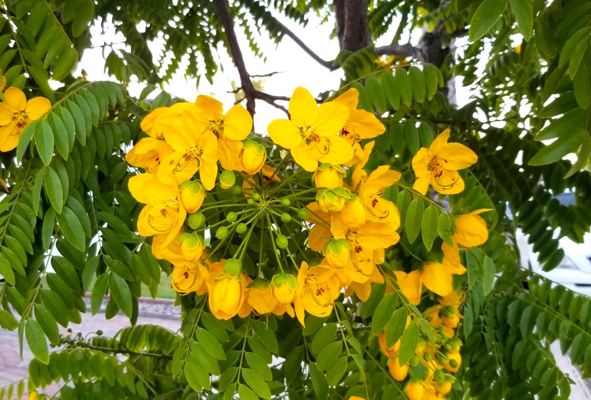 Gold medallion tree (Cassia leptophylla) Care Guide: Pests, Diseases ...