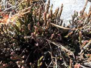 White arctic mountain heather (Cassiope tetragona) Care Guide: Pests ...