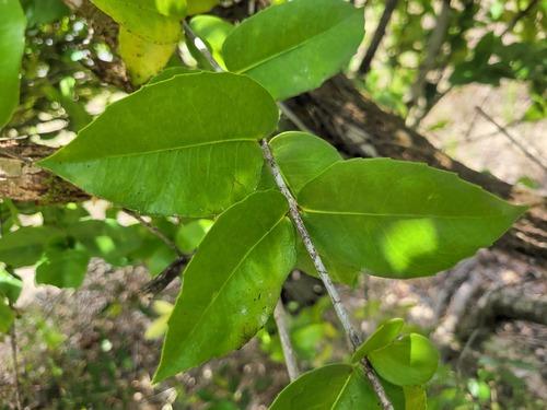 Goatwood (Cassipourea guianensis) Care Guide: Pests, Diseases, Watering ...