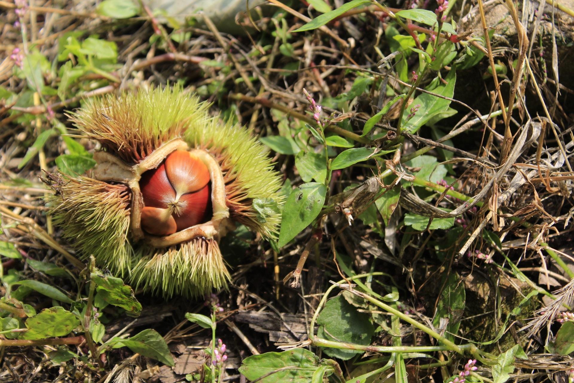 Japanese chestnut (Castanea crenata) Care Guide: Pests, Diseases ...