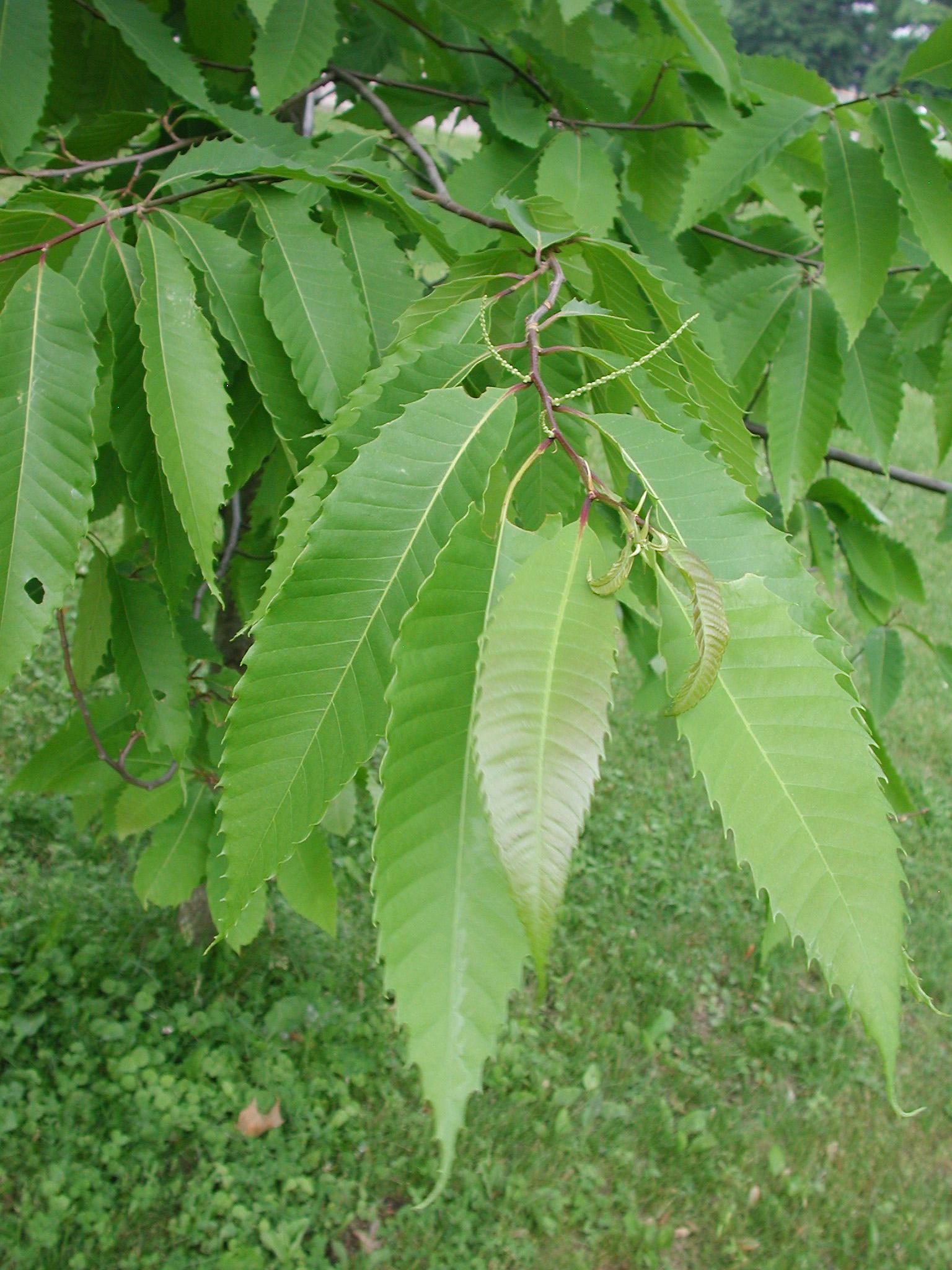 American chestnut (Castanea dentata) Care Guide: Pests, Diseases ...