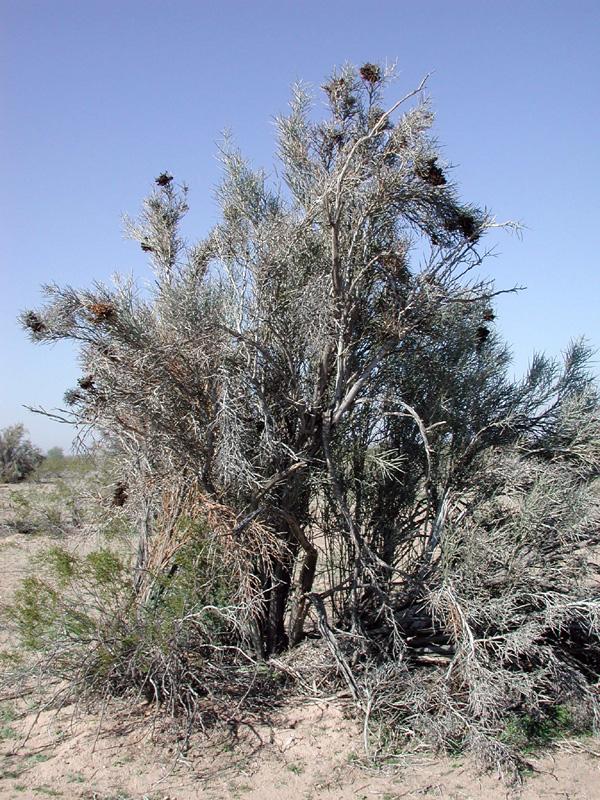 Crucifixion thorn (Castela emoryi) Care Guide: Pests, Diseases ...