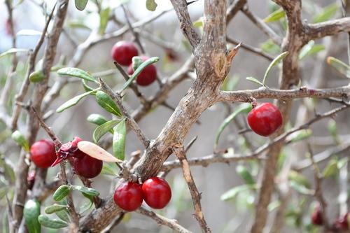 Goat bush (Castela erecta) Care Guide: Pests, Diseases, Watering ...