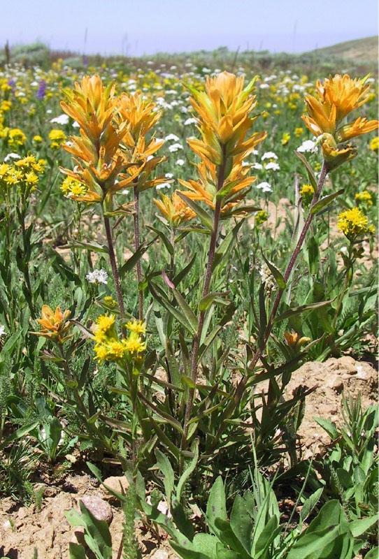 Christ's Indian-paintbrush (Castilleja christii) Care Guide: Pests ...