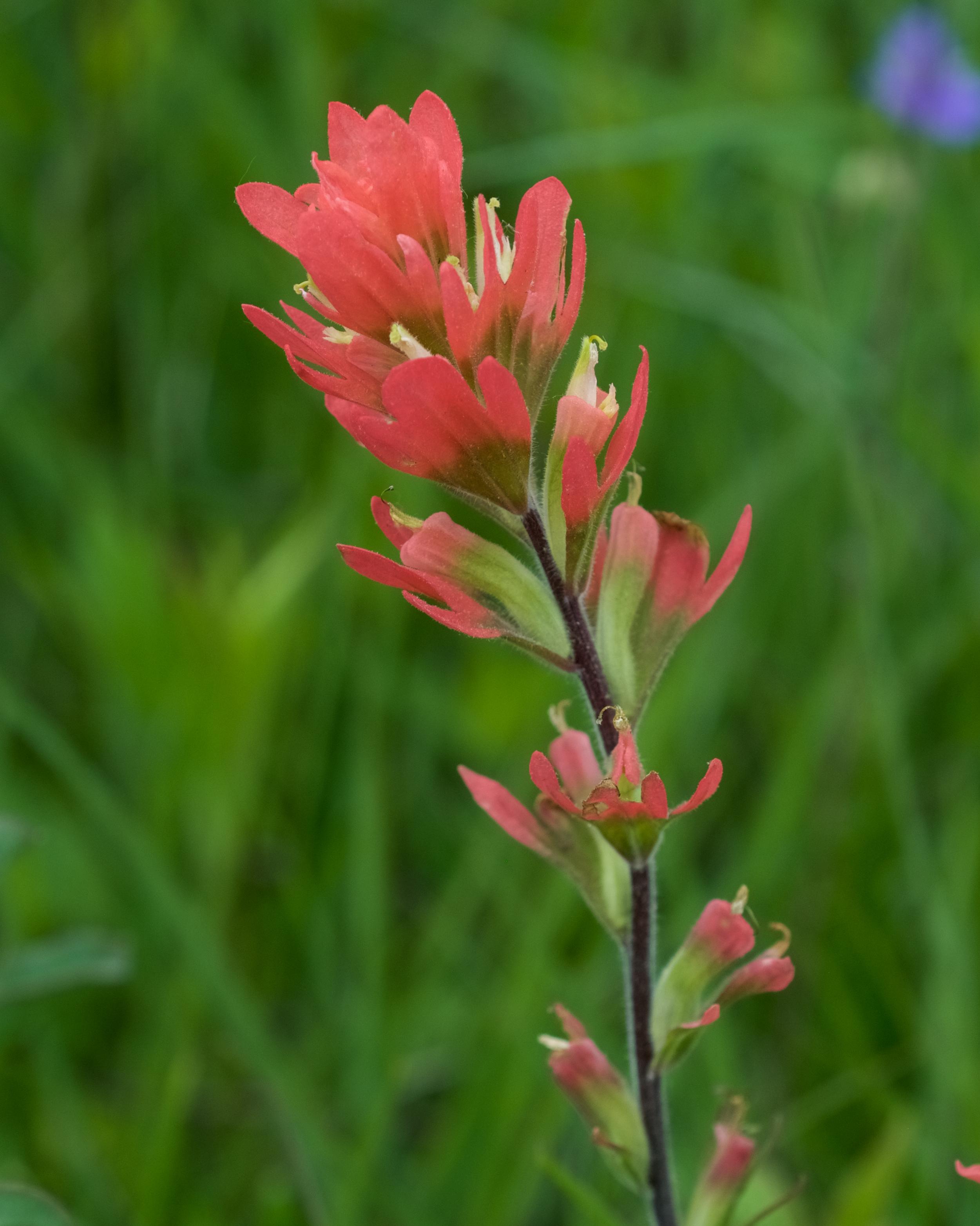 Ideal Temperature for Scarlet indian-paintbrush: Complete Guide | PlantJoy