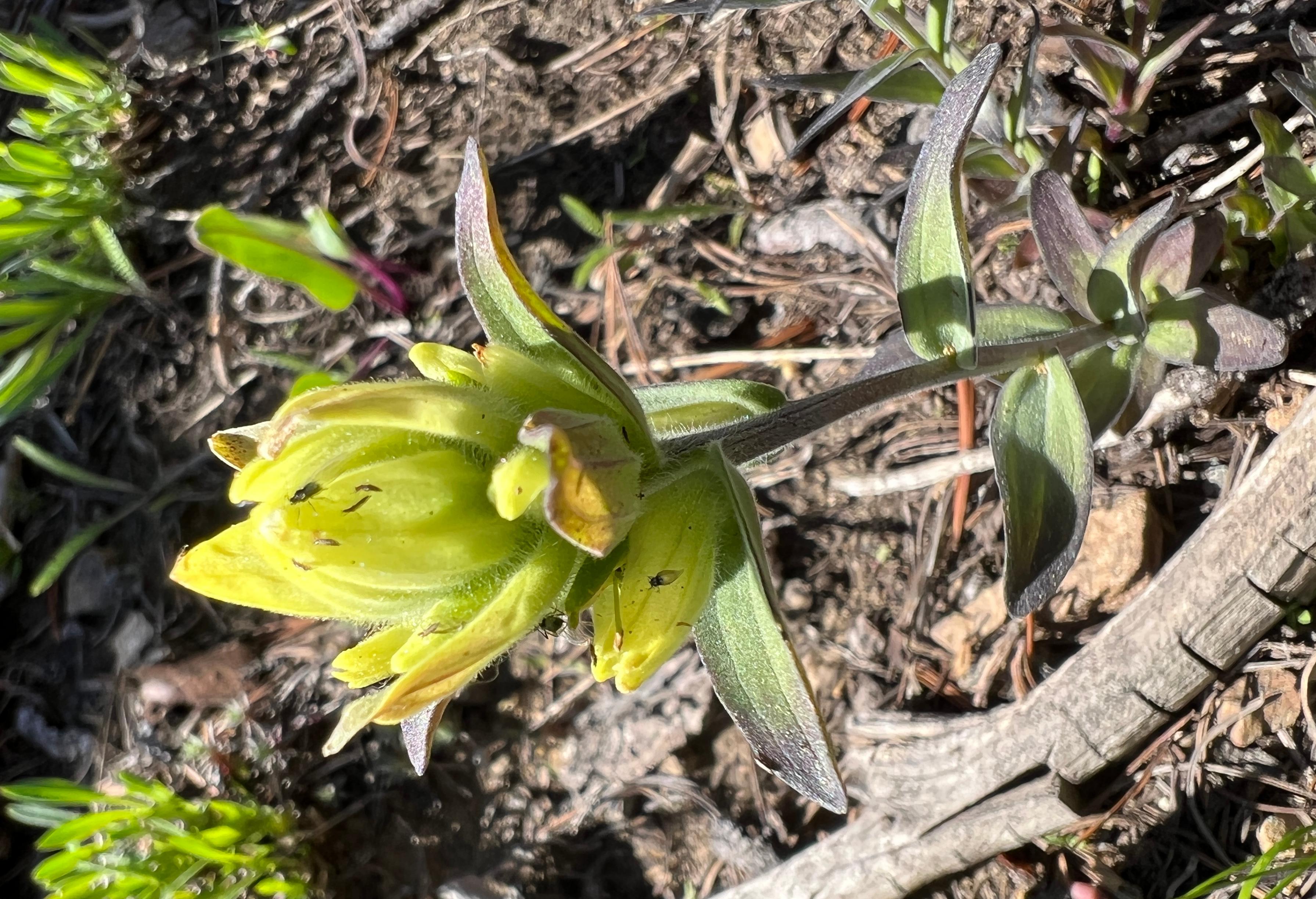 Wenatchee indian paintbrush (Castilleja elmeri) Care Guide: Pests ...