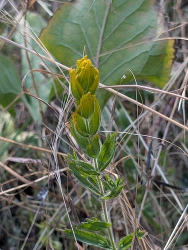 Golden indian paintbrush (Castilleja levisecta) Care Guide: Pests ...