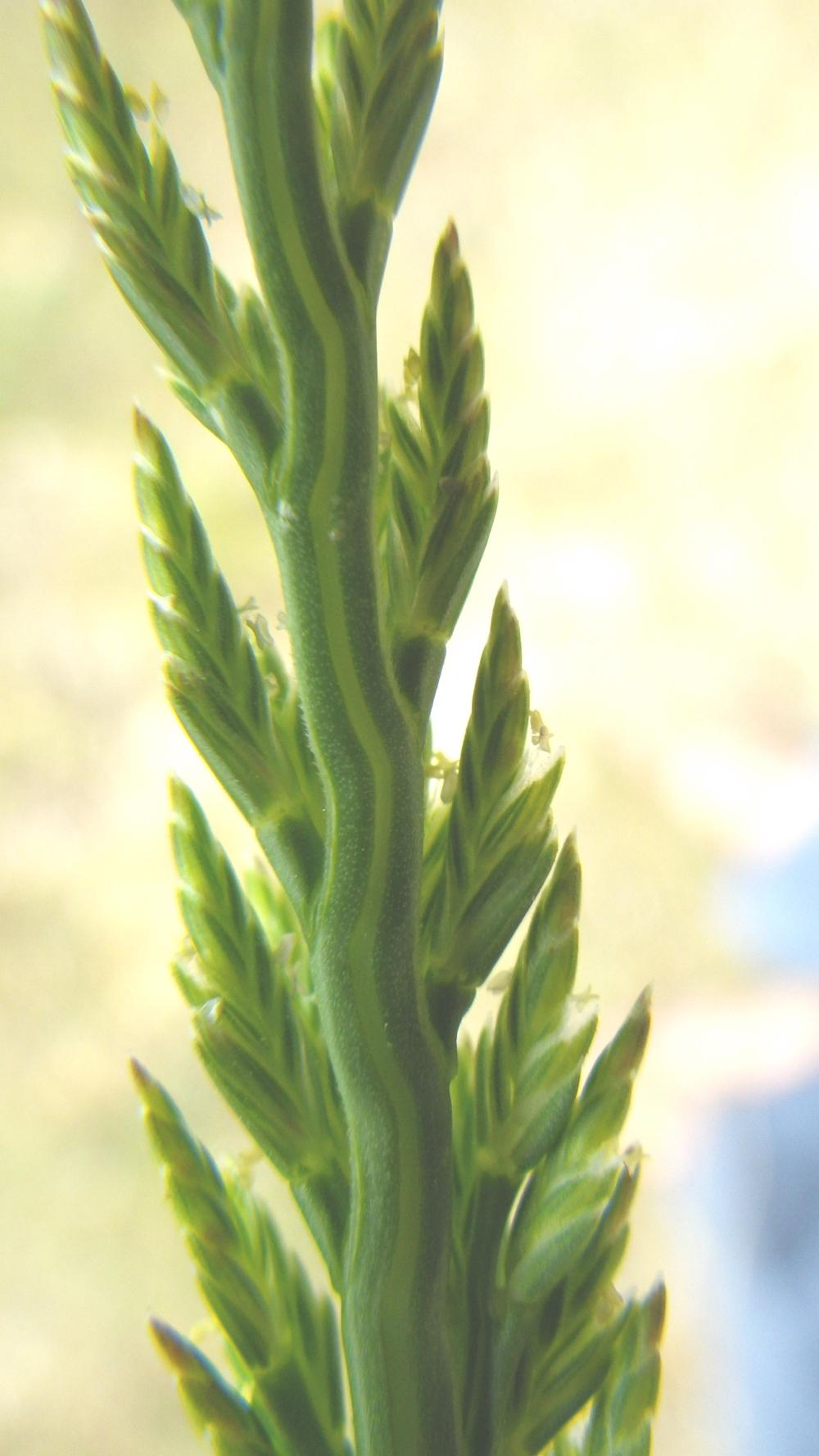 Sea-fern grass (Catapodium marinum) Care Guide: Pests, Diseases ...