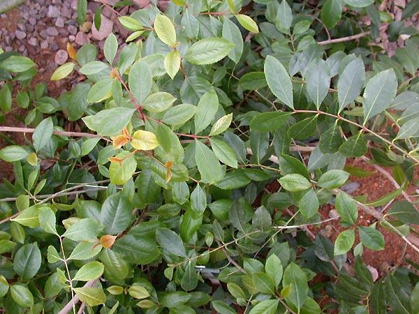 Khat (Catha edulis) Care Guide: Pests, Diseases, Watering, Fertilizing ...