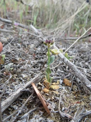 California jewelflower (Caulanthus californicus) Care Guide: Pests ...
