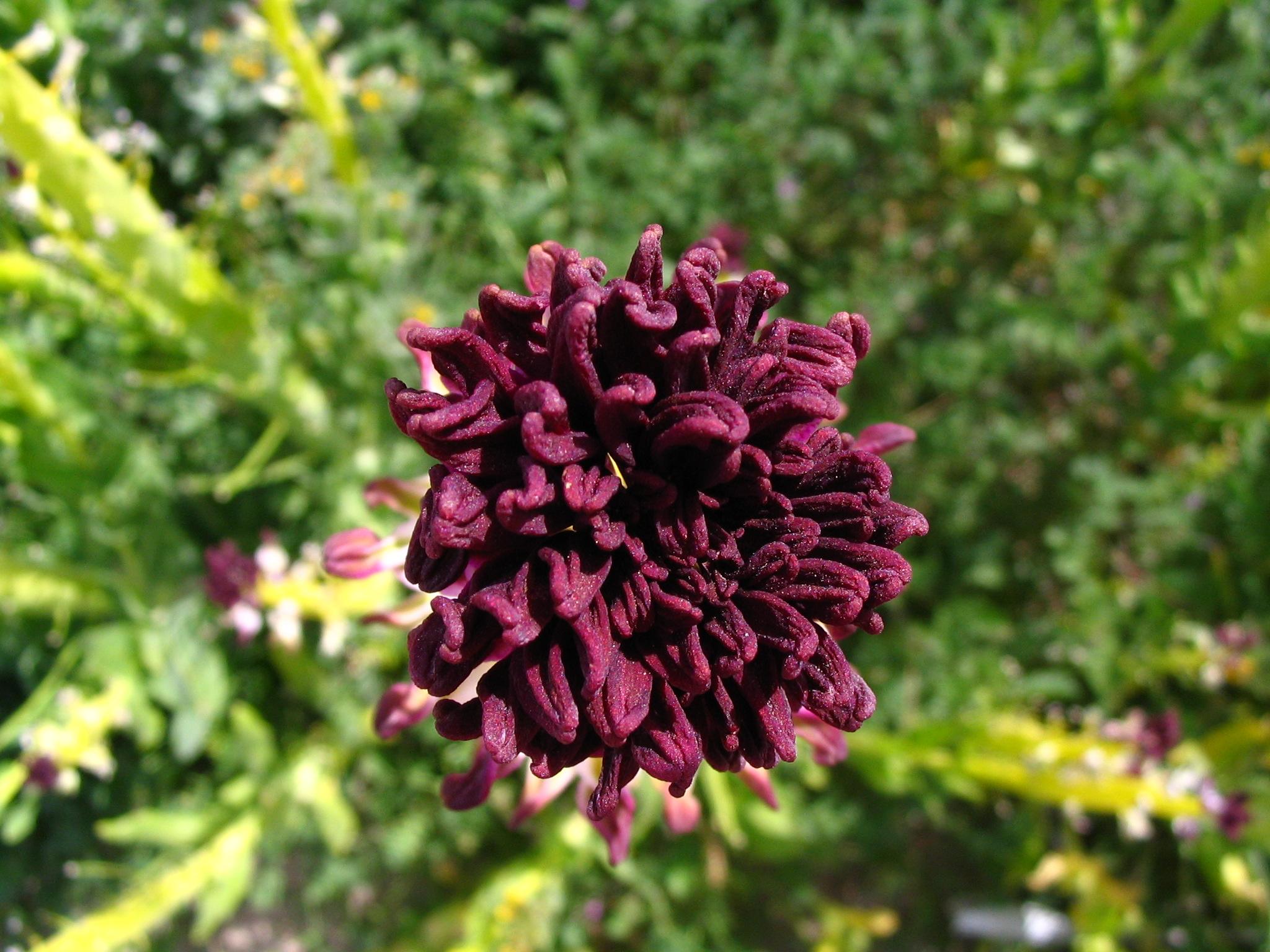 Desert candle (Caulanthus inflatus) Care Guide: Pests, Diseases ...