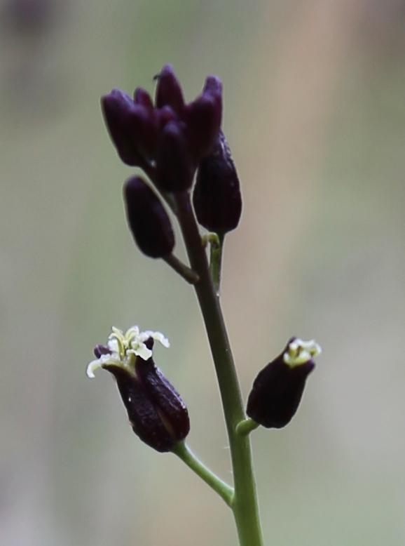 Hairy wild cabbage (Caulanthus pilosus) Care Guide: Pests, Diseases ...