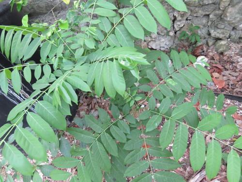 Cedrela (Cedrela) (Cedrela) Care Guide: Pests, Diseases, Watering ...