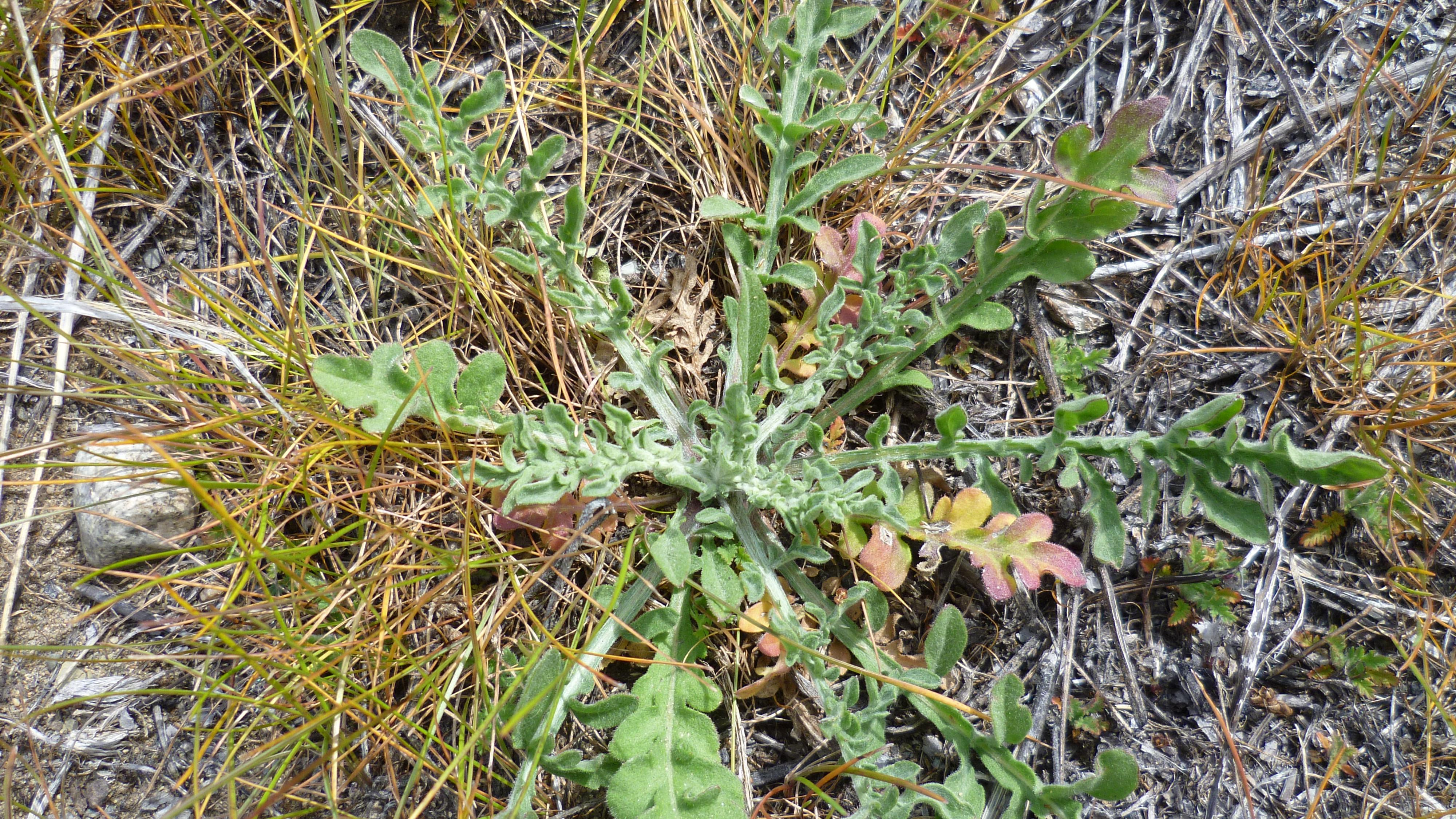 Diffuse knapweed (Centaurea diffusa) Care Guide: Pests, Diseases ...