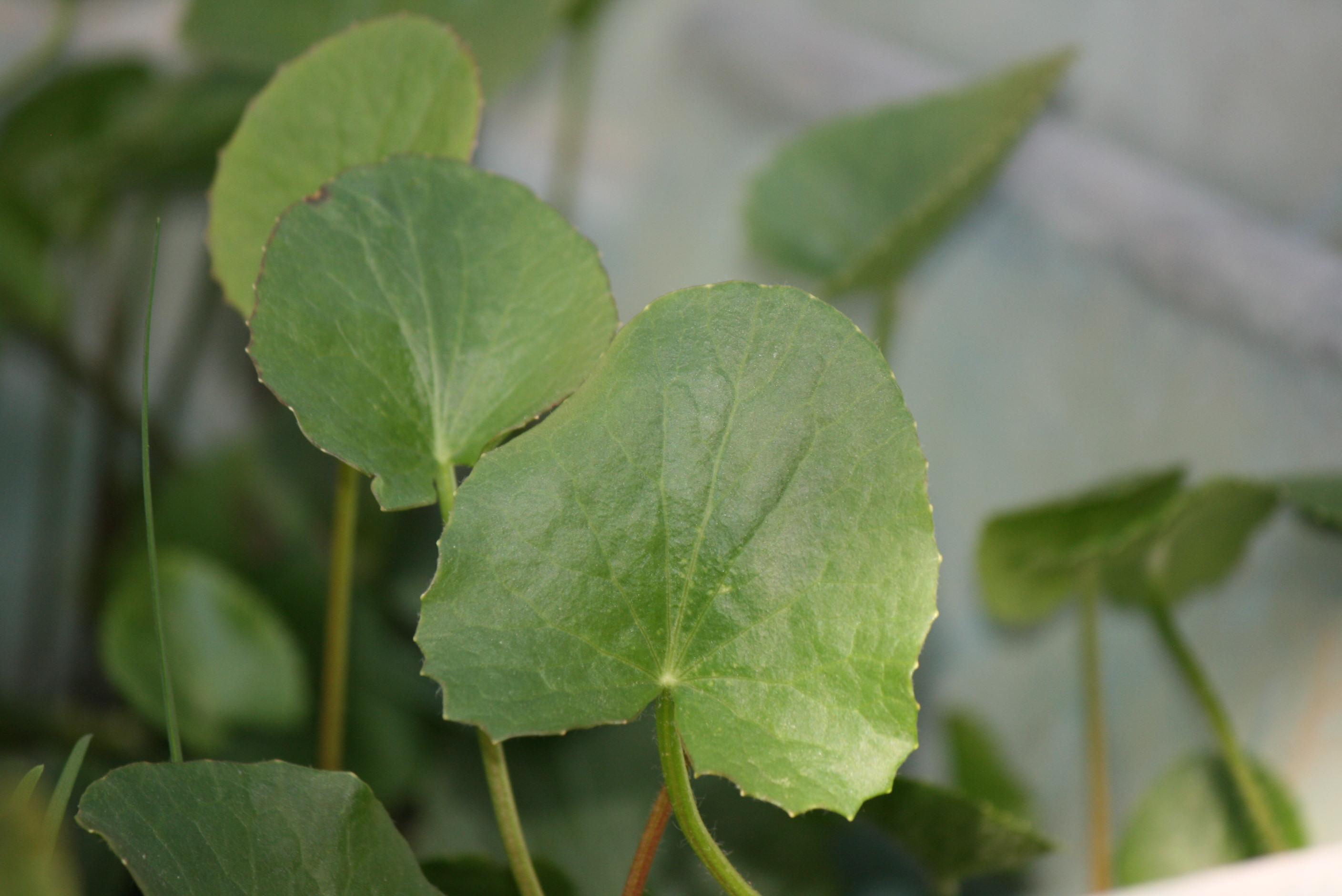 Erect centella (Centella erecta) Care Guide: Pests, Diseases, Watering ...