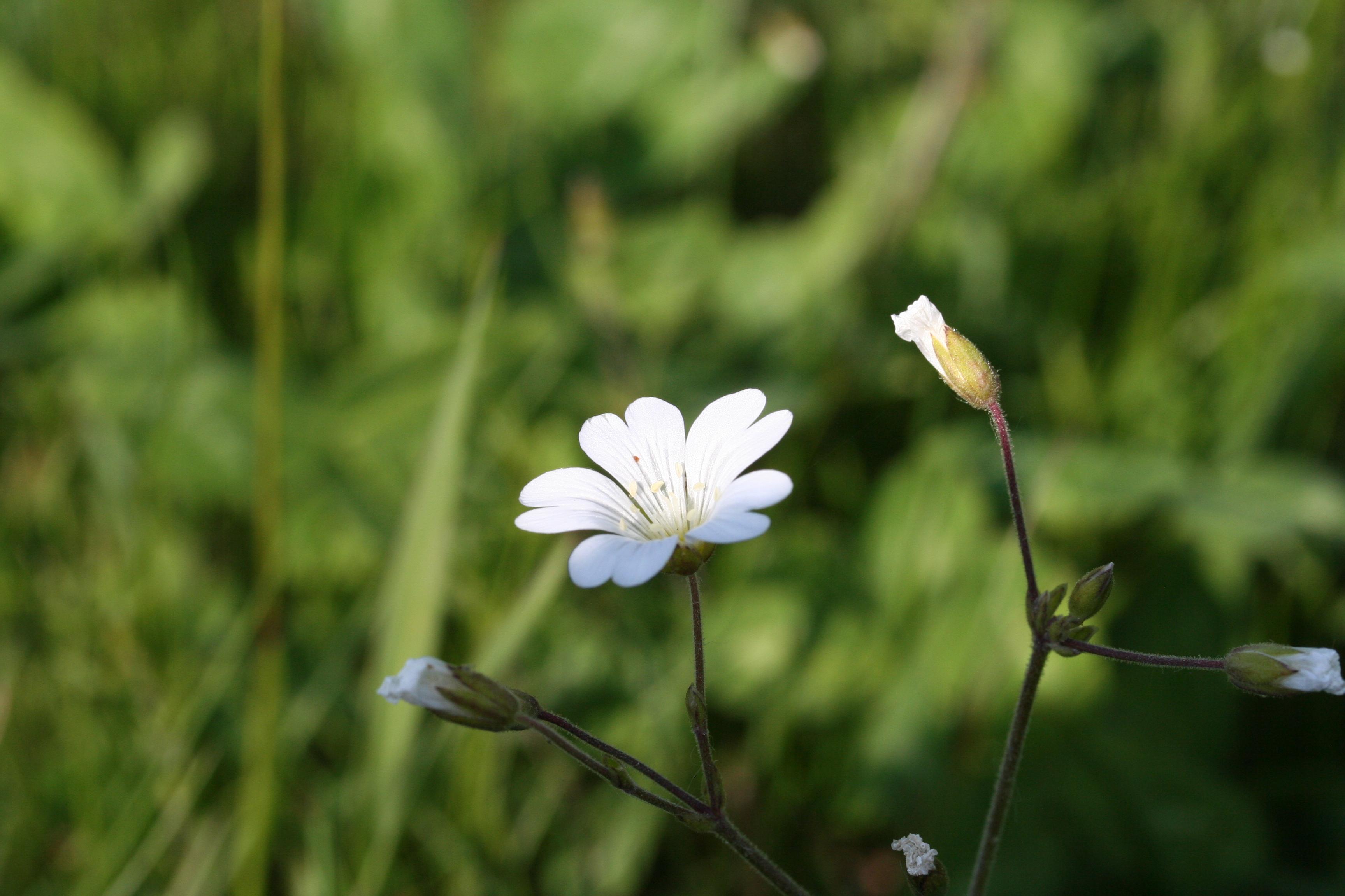 Field chickweed (Cerastium arvense) Care Guide: Pests, Diseases ...