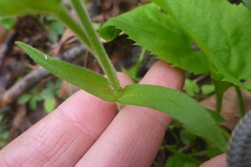 Nodding chickweed (Cerastium nutans) Care Guide: Pests, Diseases ...