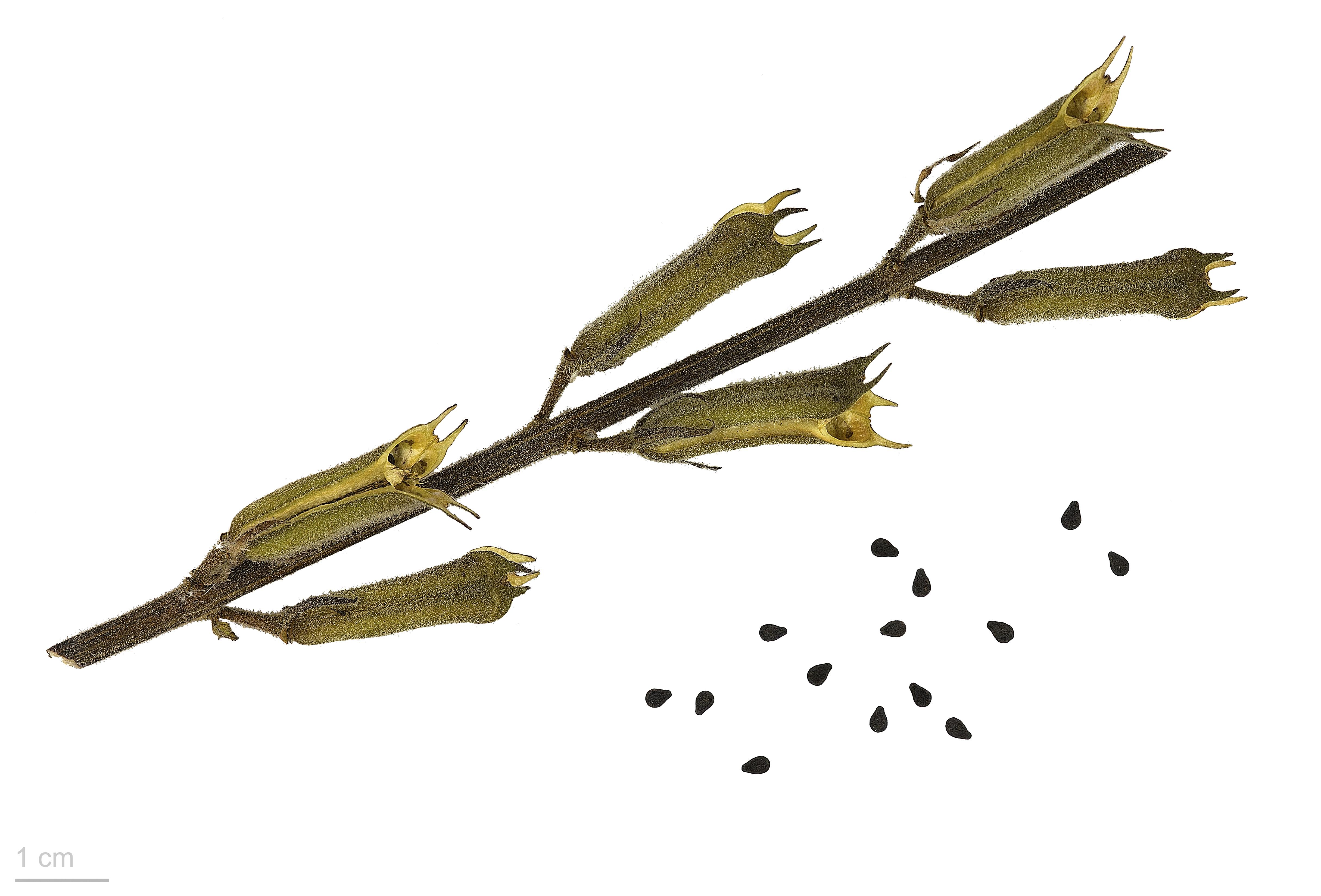 Wild foxglove (Ceratotheca triloba) Care Guide: Pests, Diseases ...