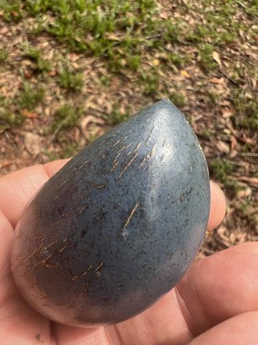 Cassowary plum (Cerbera floribunda) Care Guide: Pests, Diseases ...