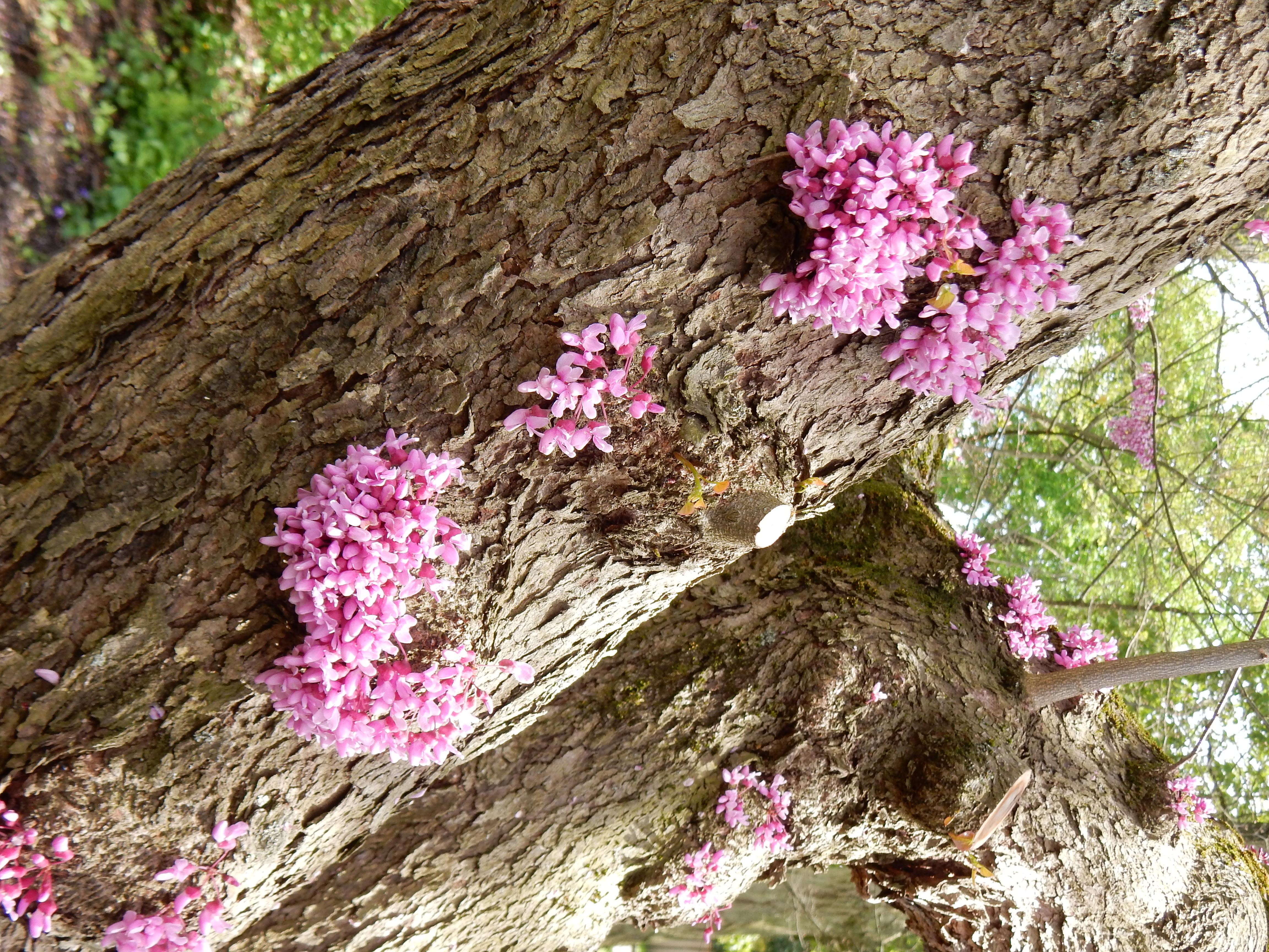 Chinese redbud (Cercis chinensis) Care Guide: Pests, Diseases, Watering ...