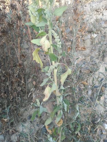 Foetid goosefoot (Chenopodium hircinum) Care Guide: Pests, Diseases ...