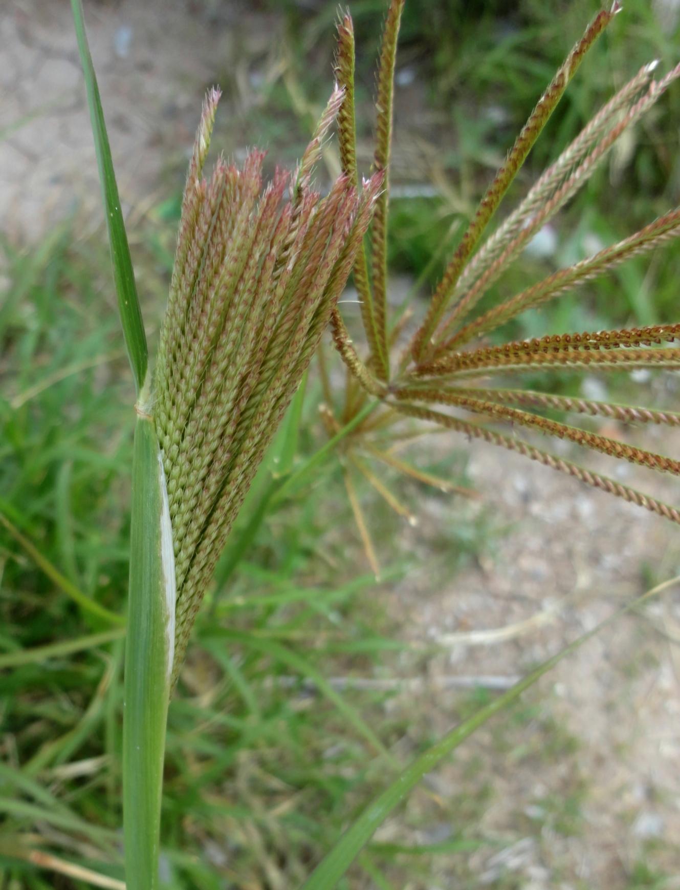 Hooded windmill grass (Chloris cucullata) Care Guide: Pests, Diseases ...
