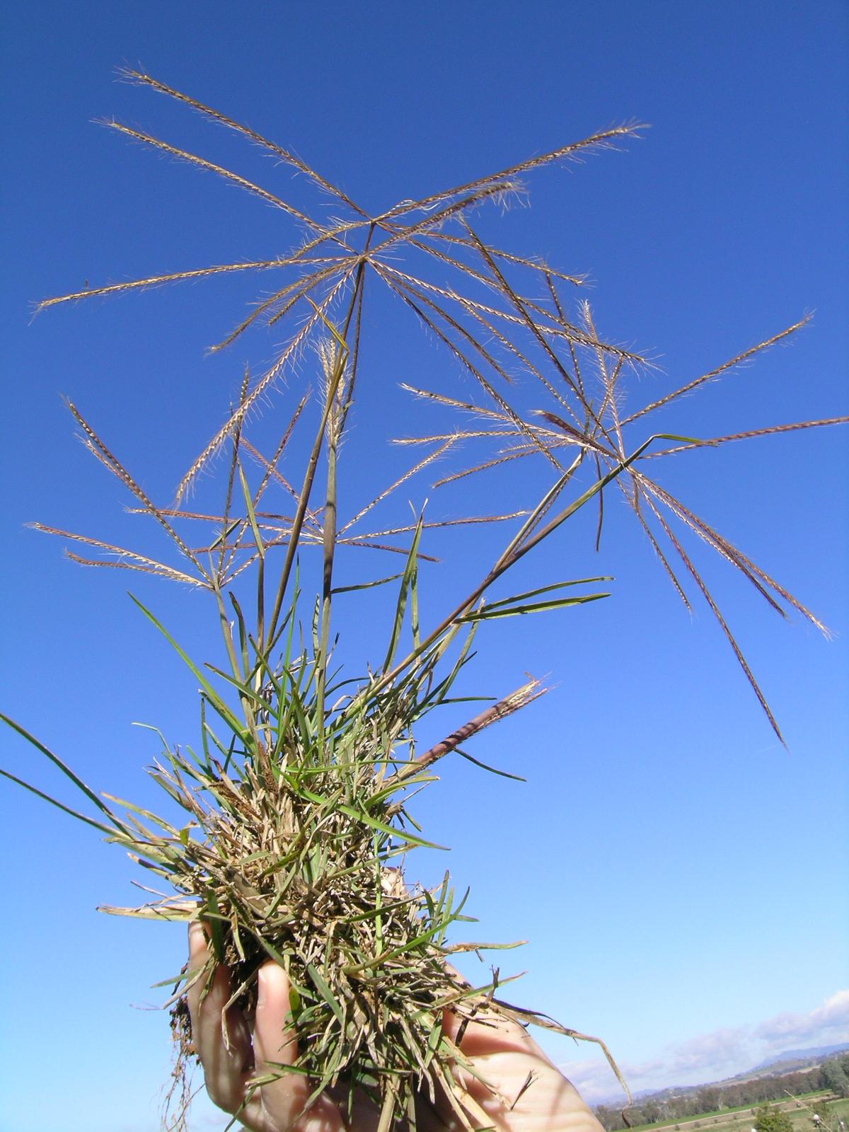 Australian finger grass (Chloris truncata) Care Guide: Pests, Diseases ...