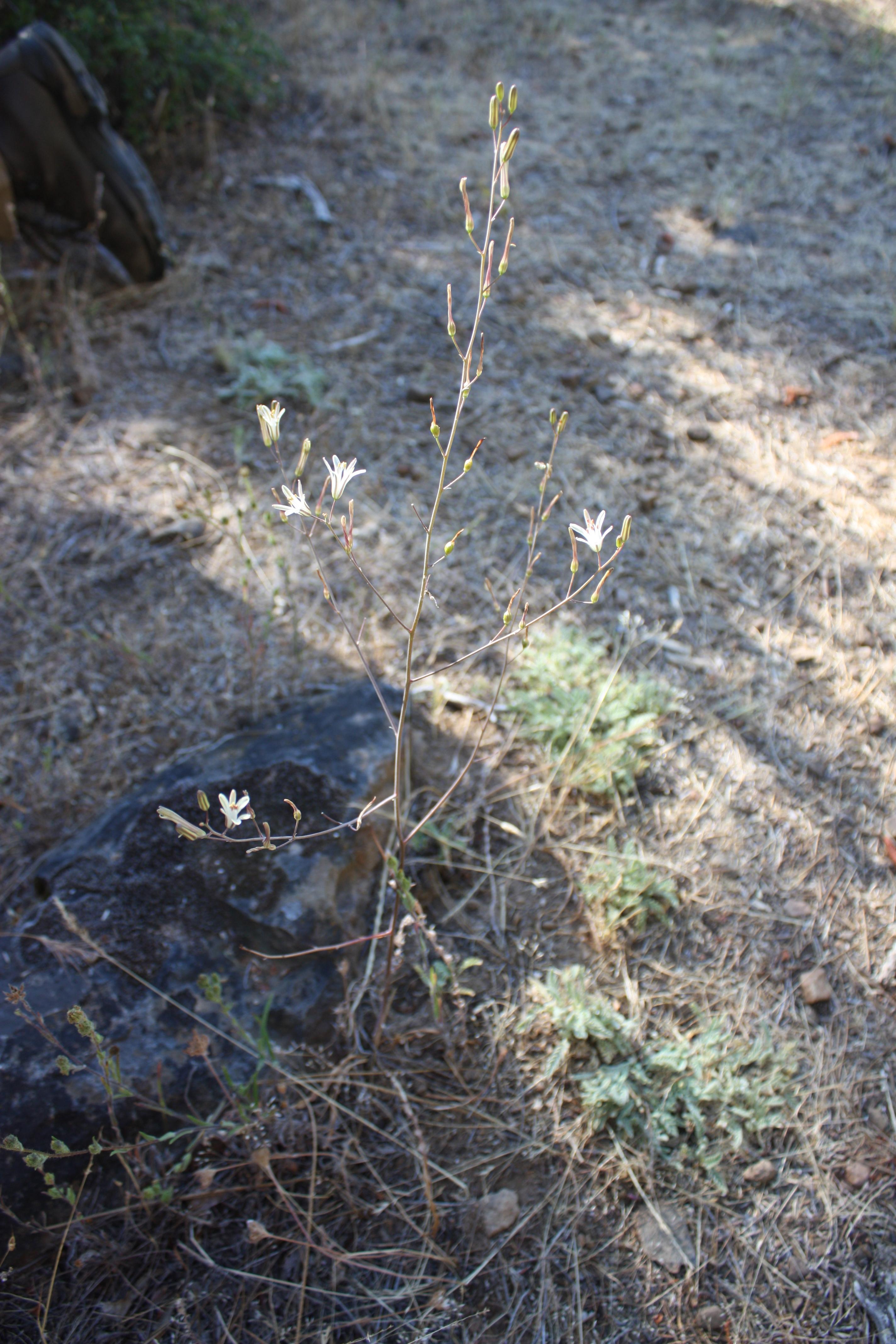 Narrowleaf soap plant (Chlorogalum angustifolium) Care Guide: Pests ...