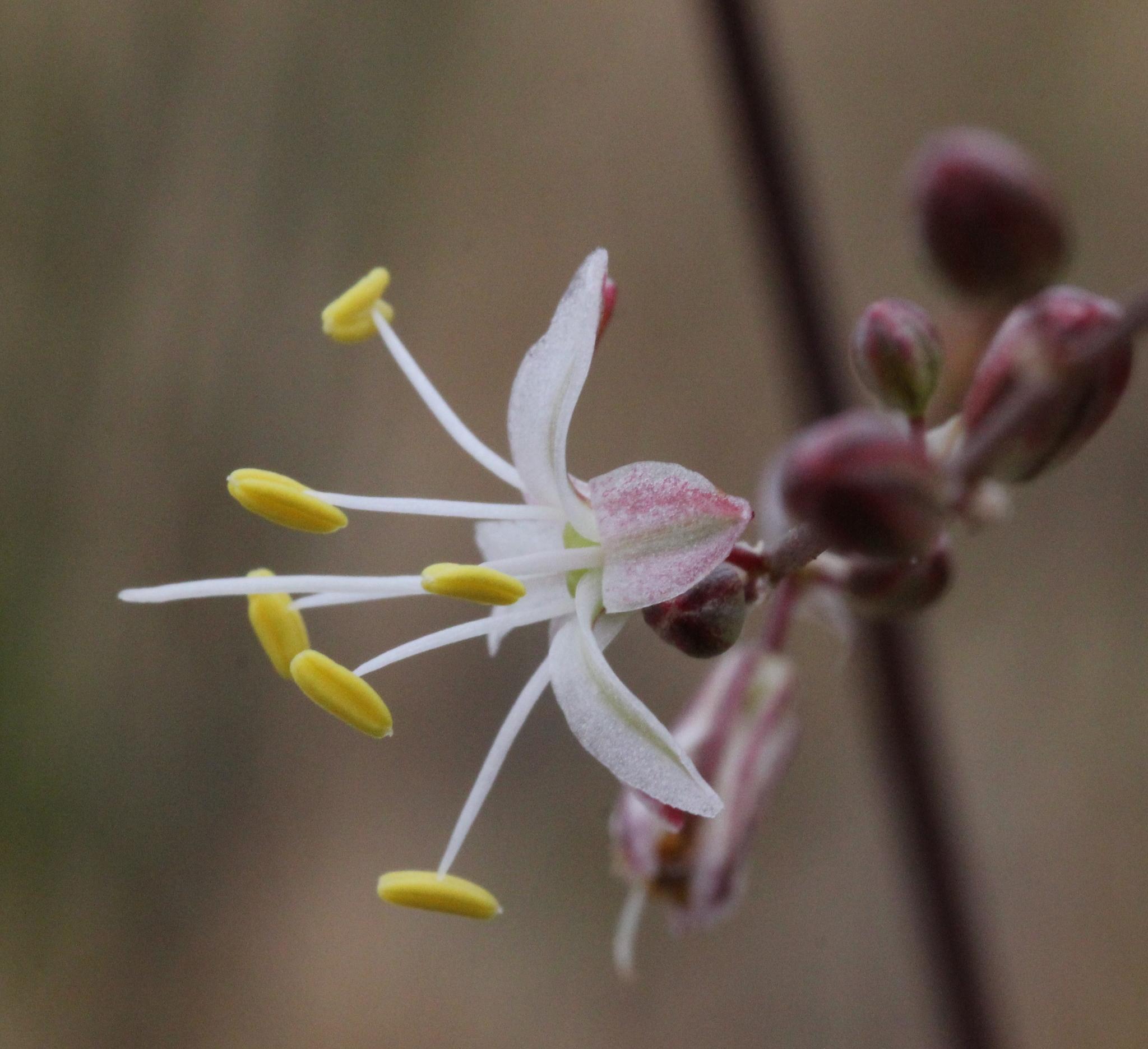 Smallflower soap plant (Chlorogalum parviflorum) Care Guide: Pests ...