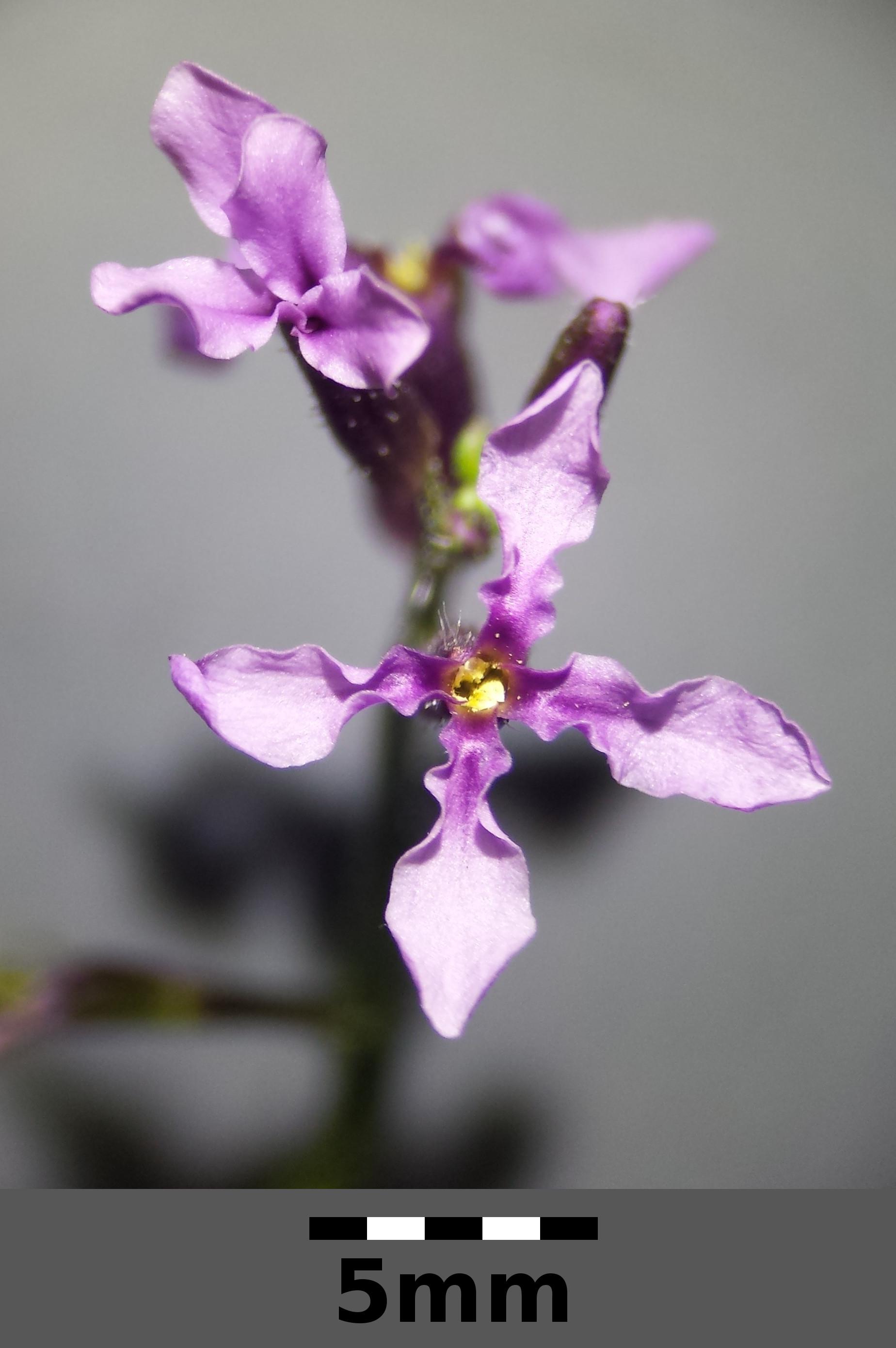 The Purple mustard Plant Advantage: Maximizing Home and Office Appeal ...